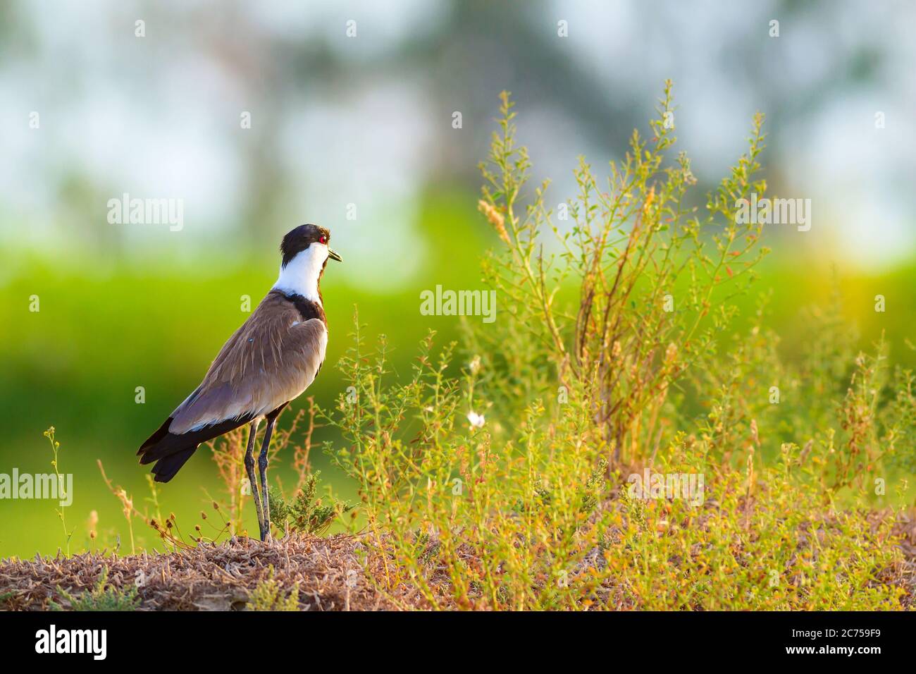 Nature and bird. Spur winged Lapwing. Bird: Spur winged Lapwing ...