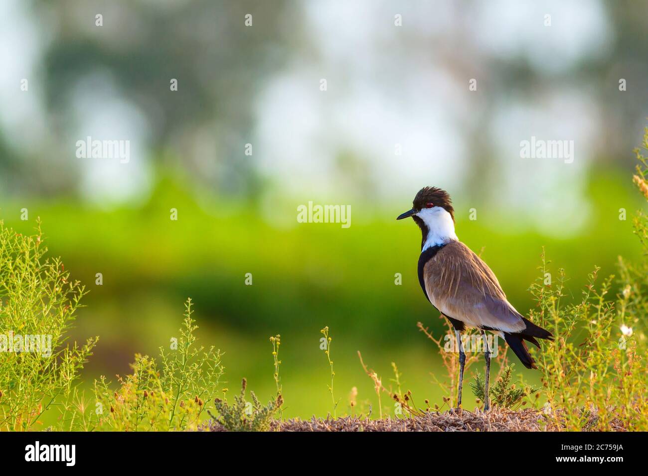Nature and bird. Spur winged Lapwing. Bird: Spur winged Lapwing ...
