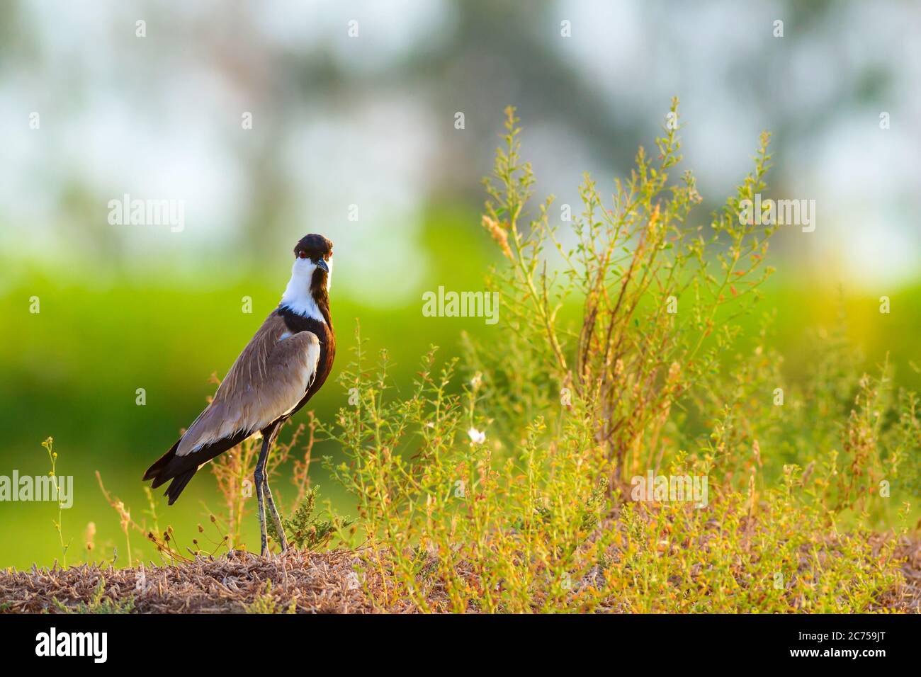 Nature and bird. Spur winged Lapwing. Bird: Spur winged Lapwing ...