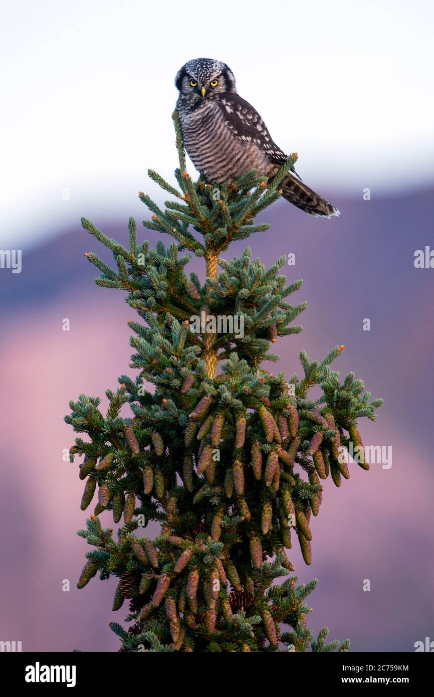 Northern hawk owl surnia ulula hunting hi-res stock photography and ...
