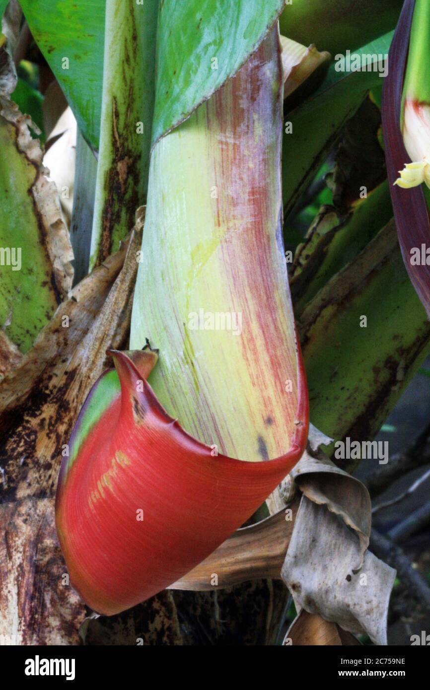 Bananenpflanze hi-res stock photography and images - Alamy