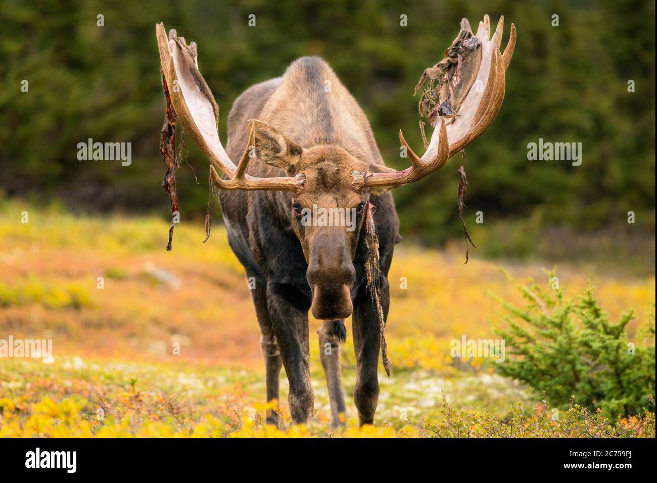 Alaskan bull moose hi-res stock photography and images - Alamy