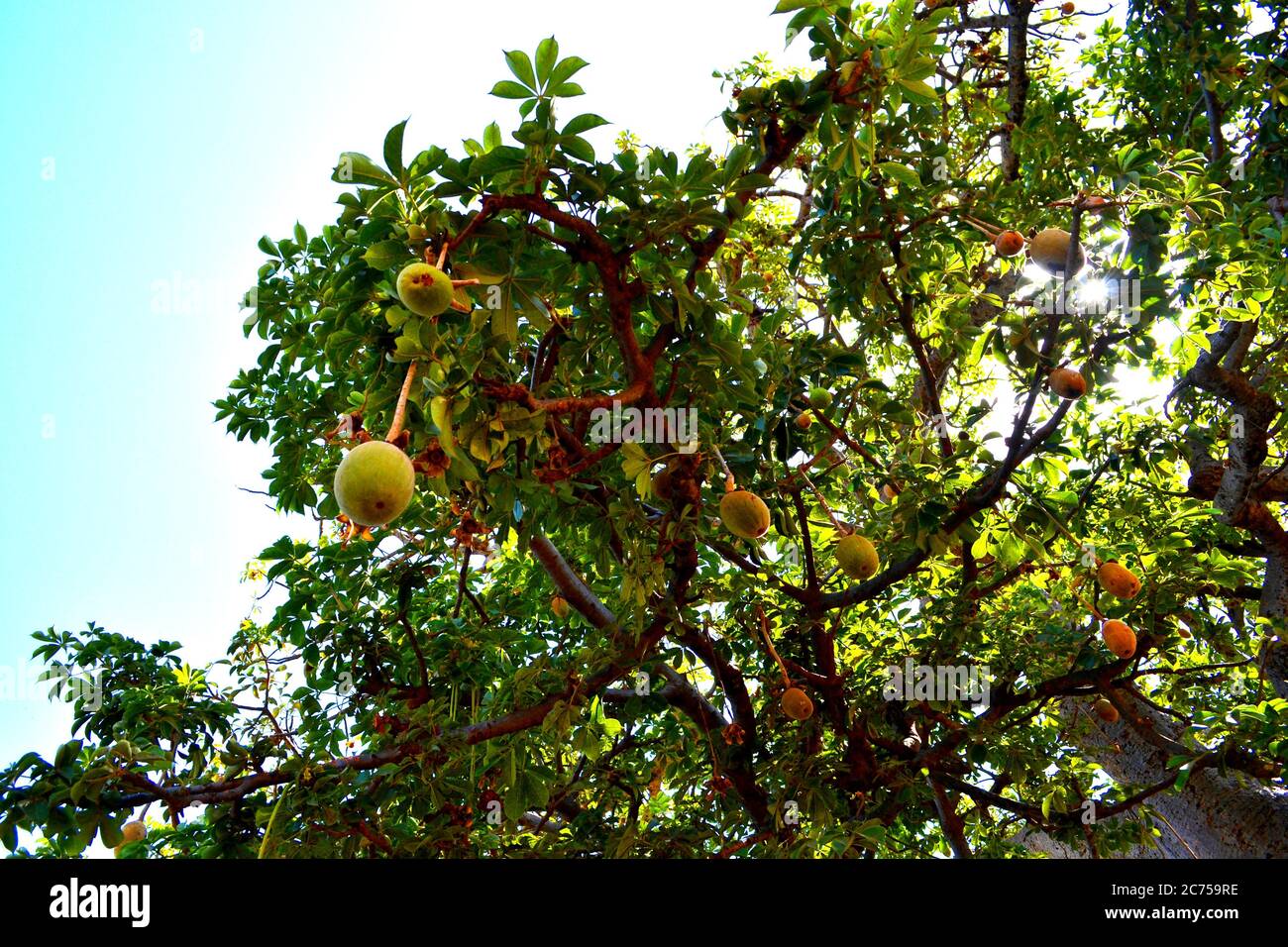 Biggest baobab tree in Senegal Stock Photo - Alamy