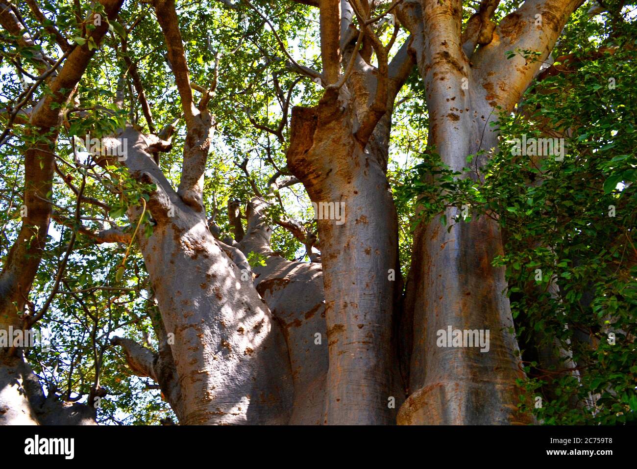 Biggest baobab tree in Senegal Stock Photo - Alamy