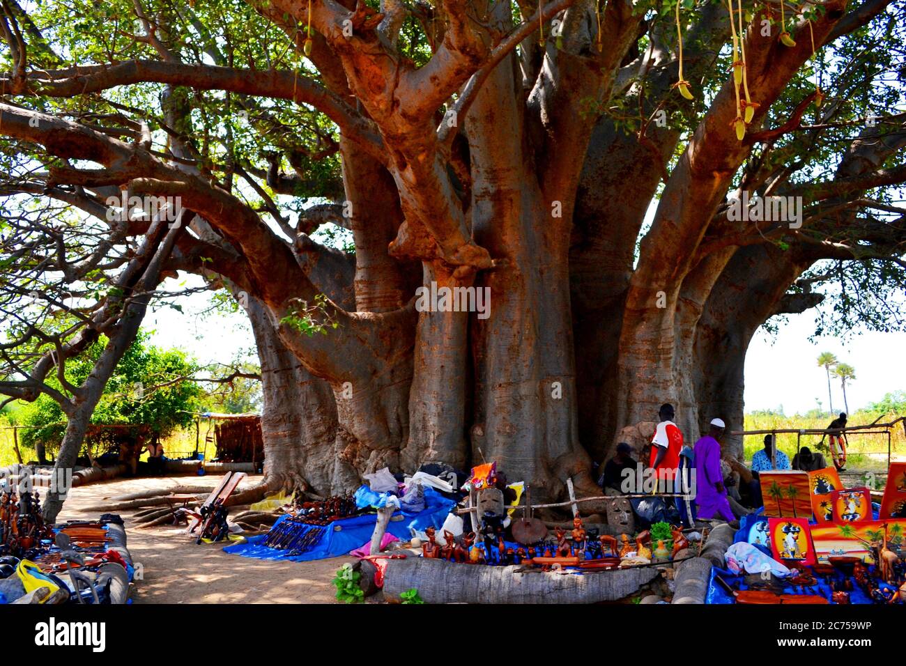 Biggest baobab tree hi-res stock photography and images - Alamy