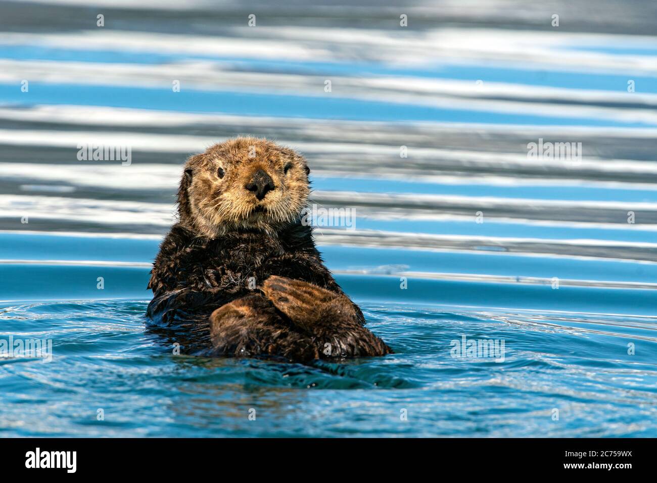 Sea otter floating Stock Photo - Alamy