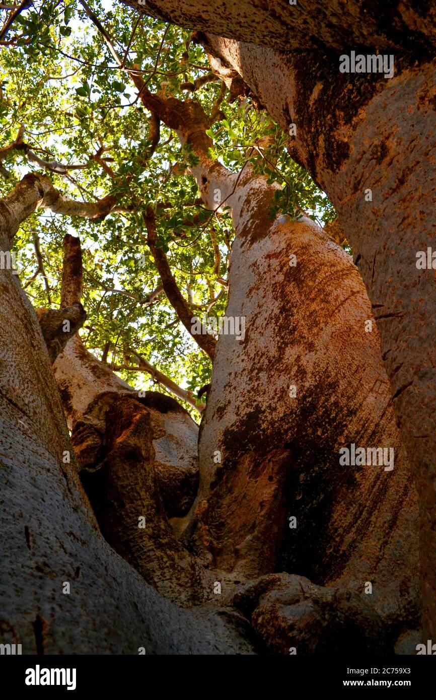 Biggest baobab tree in Senegal Stock Photo - Alamy