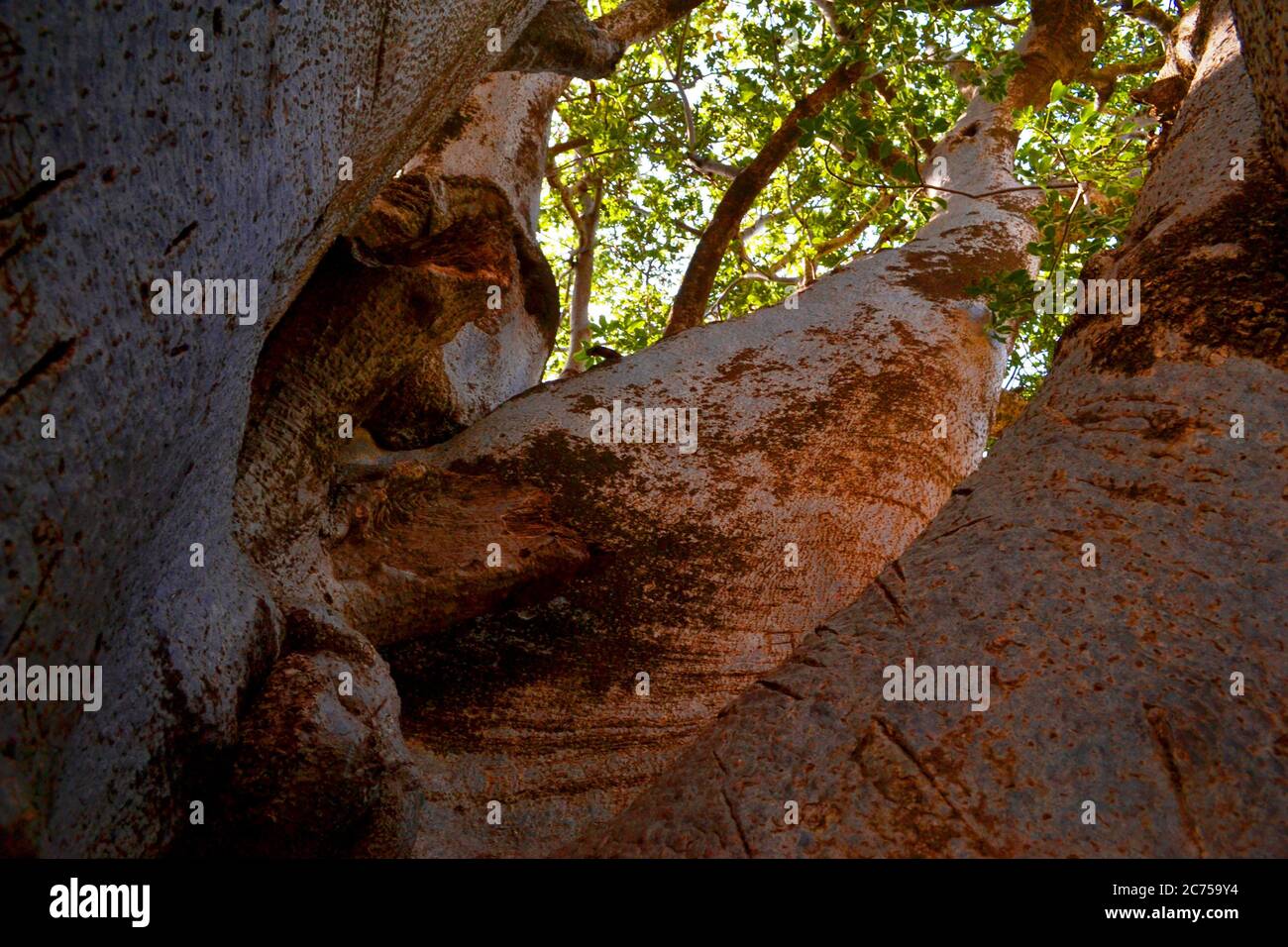 Biggest baobab tree in Senegal Stock Photo - Alamy