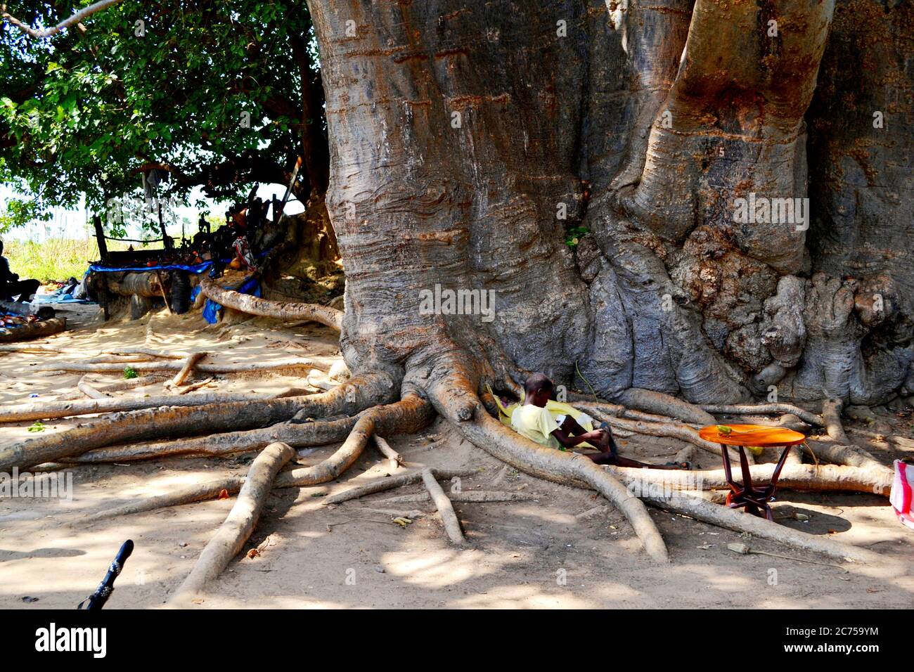 Biggest baobab tree in Senegal Stock Photo - Alamy