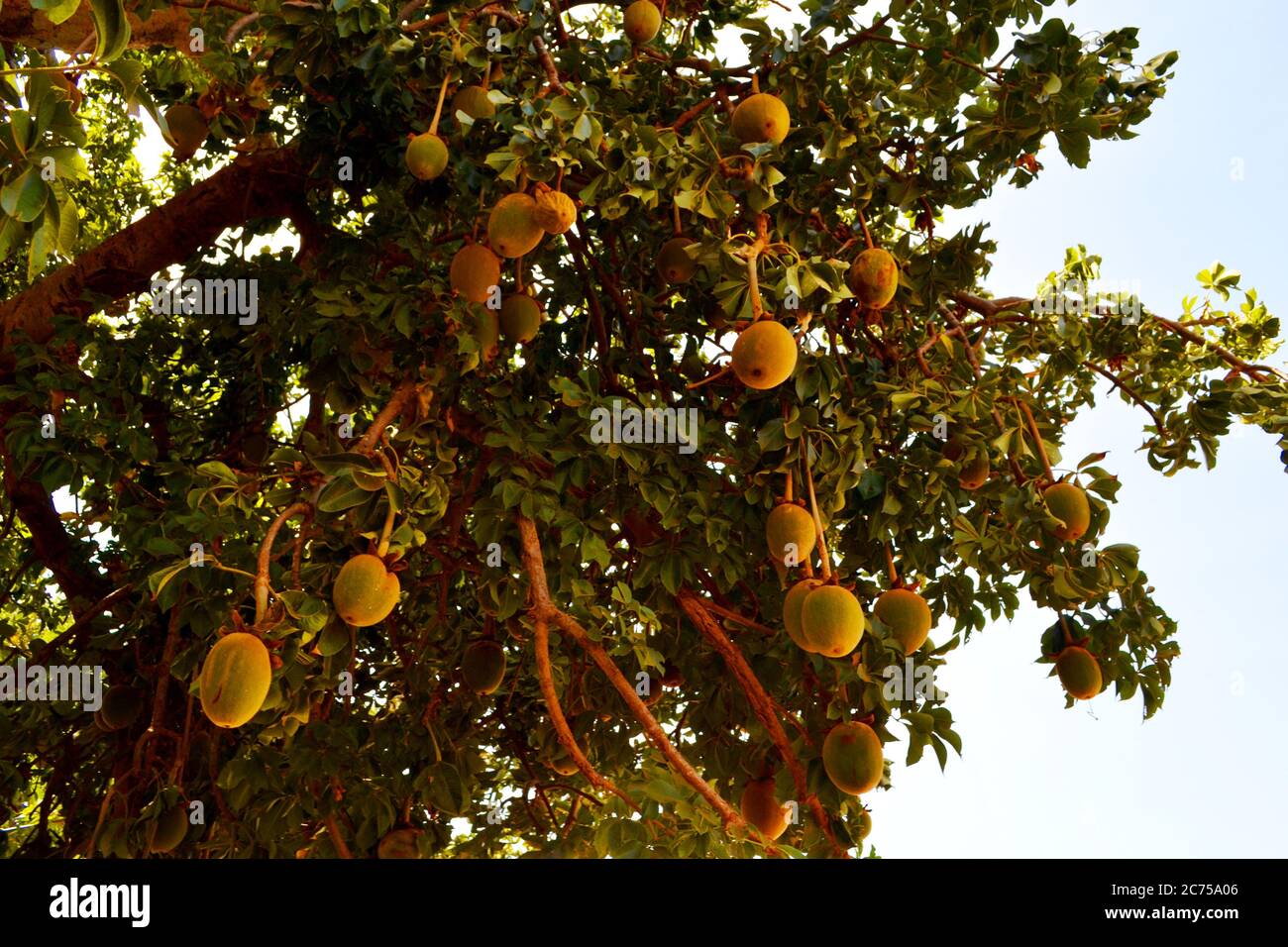 Biggest baobab tree in Senegal Stock Photo - Alamy