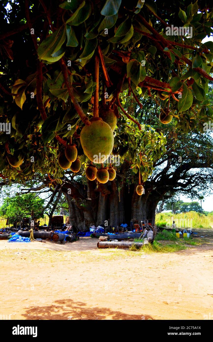 Biggest baobab tree in Senegal Stock Photo - Alamy