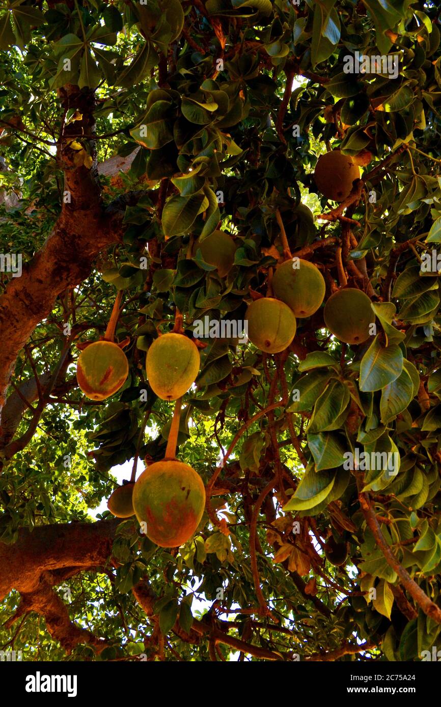 Biggest baobab tree in Senegal Stock Photo - Alamy