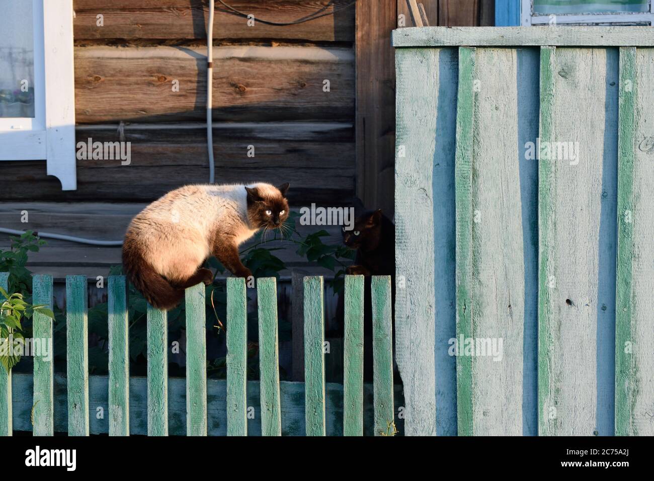 Animal standoff hi-res stock photography and images - Alamy