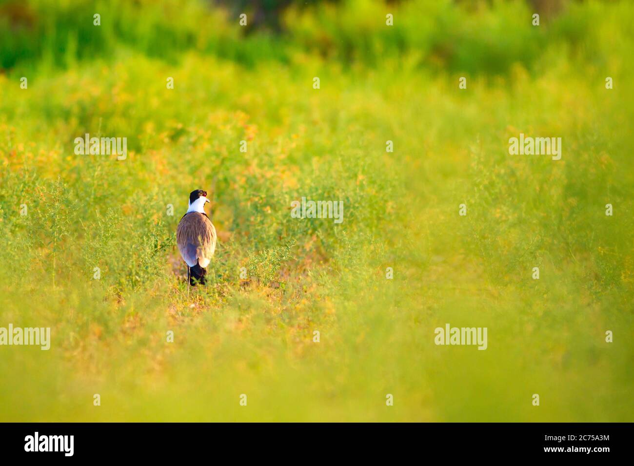 Nature and bird. Spur winged Lapwing. Bird: Spur winged Lapwing ...
