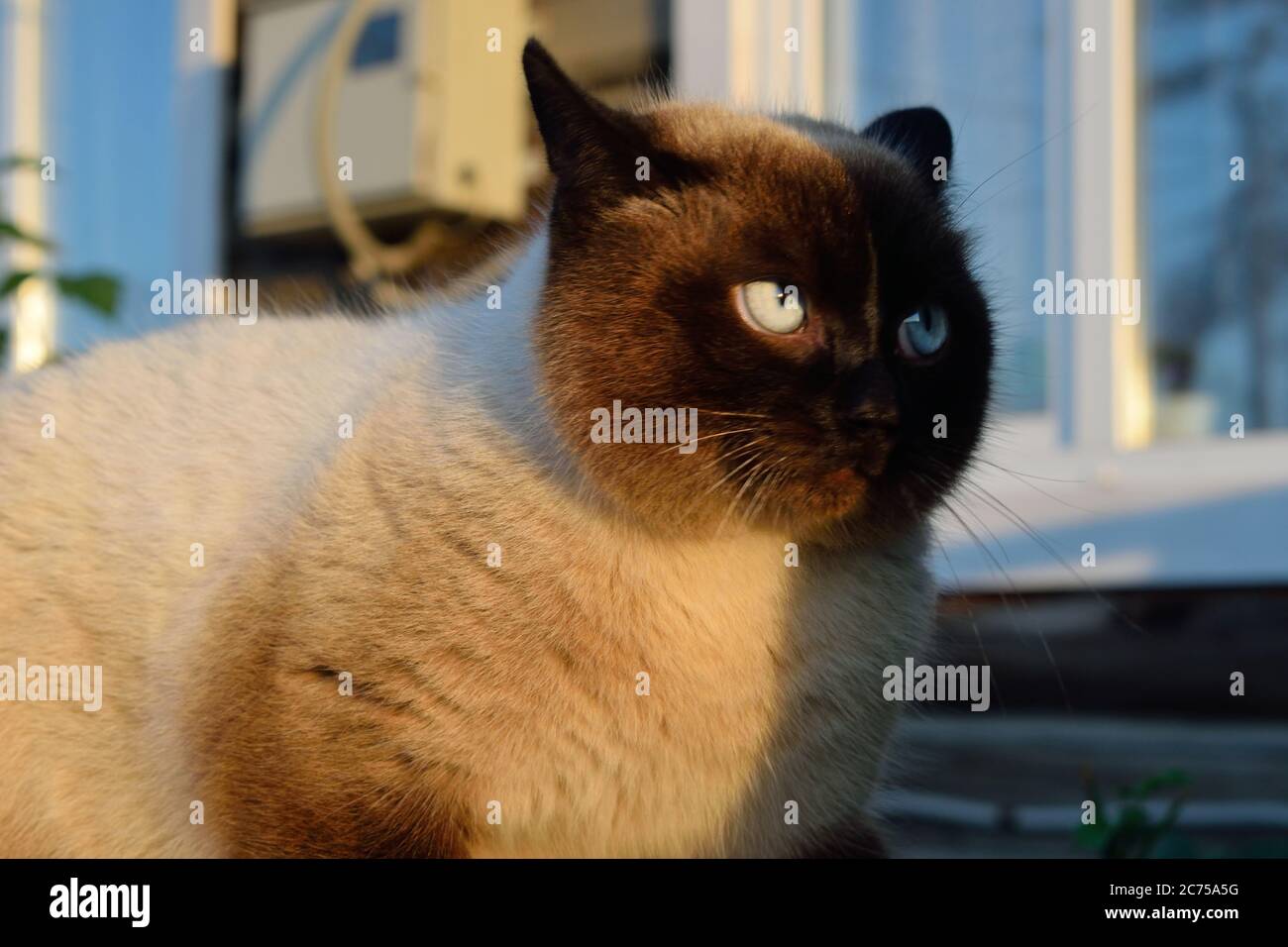 Grumpy Looking Cat Stock Photo - Alamy