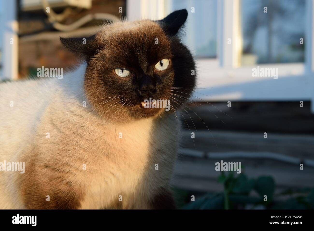 Grumpy Looking Cat Stock Photo - Alamy