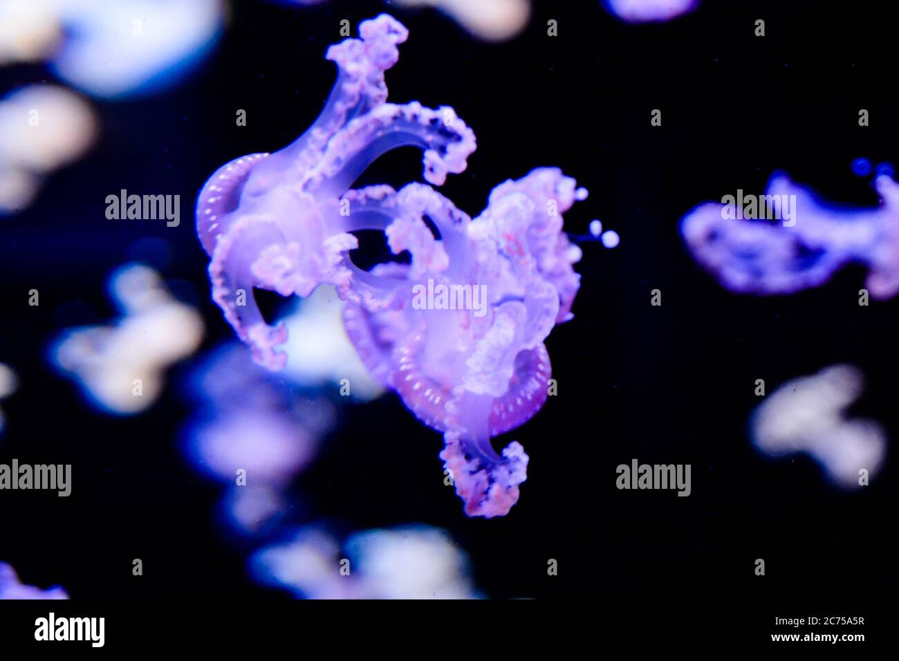 Photo Picture of Some Jellyfish Dangerous Poisonous Medusa Stock Photo ...