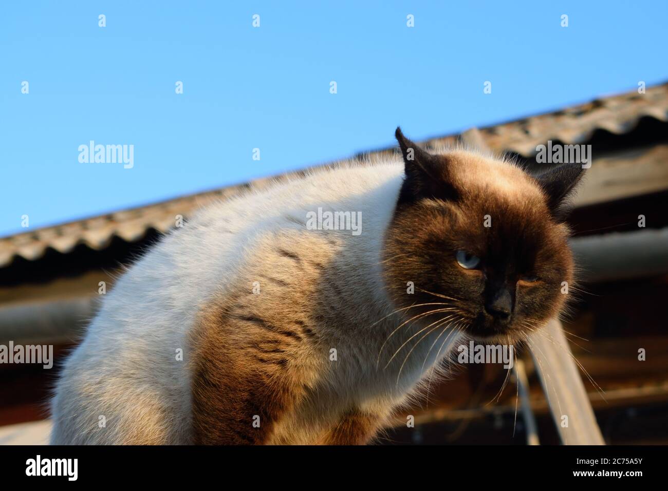 Grumpy Looking Cat Stock Photo - Alamy