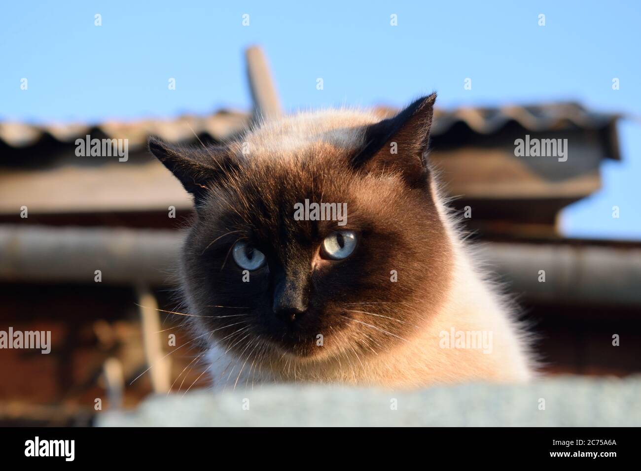Grumpy Looking Cat Stock Photo - Alamy