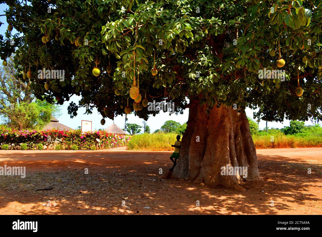 Biggest baobab tree in Senegal Stock Photo - Alamy