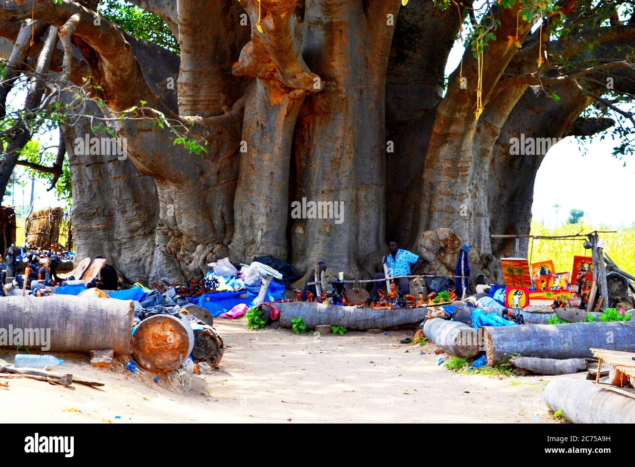 Biggest baobab tree in Senegal Stock Photo - Alamy