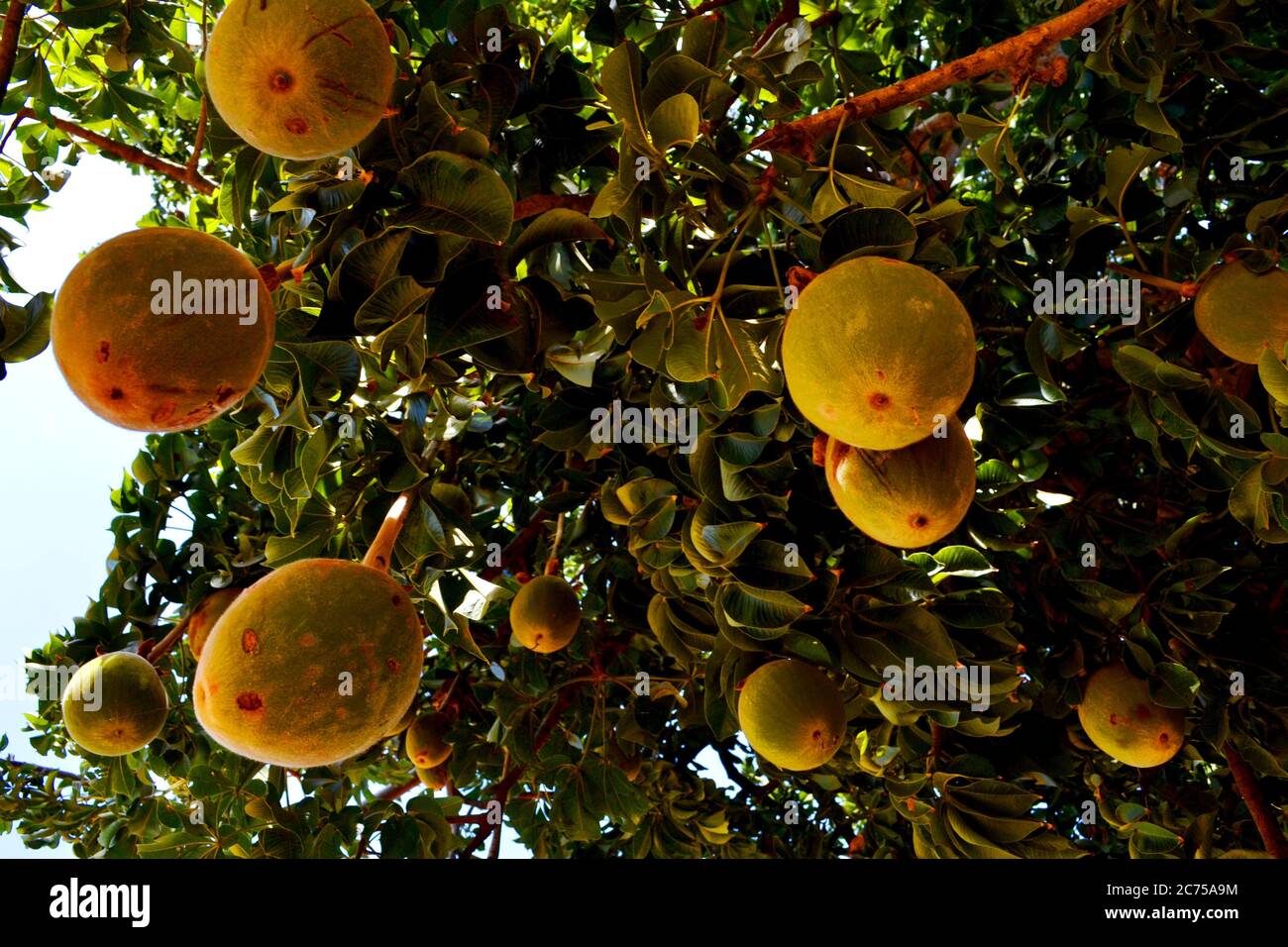 Biggest baobab tree in Senegal Stock Photo - Alamy