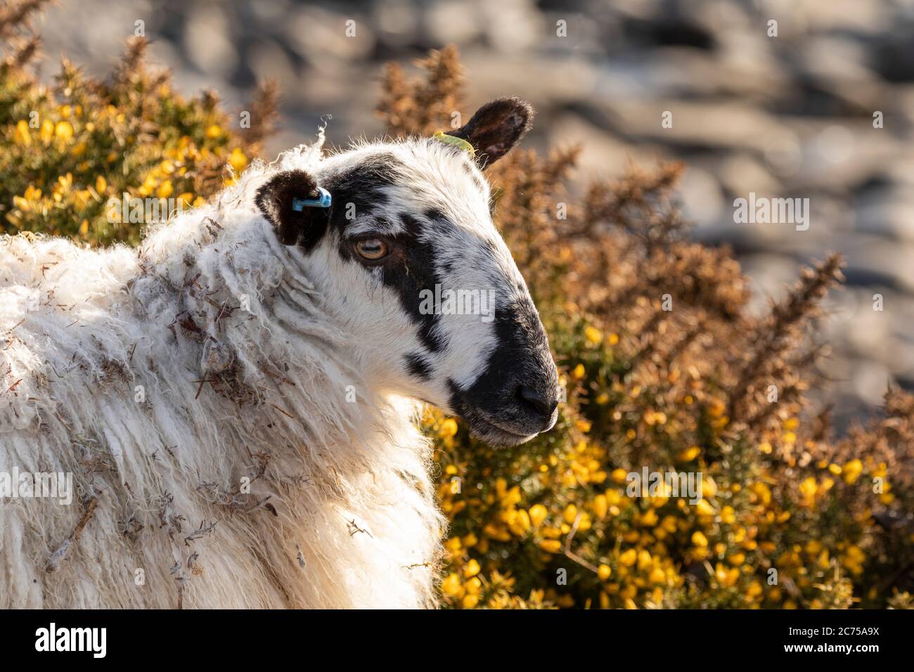Northumberland black face sheep hi-res stock photography and images - Alamy