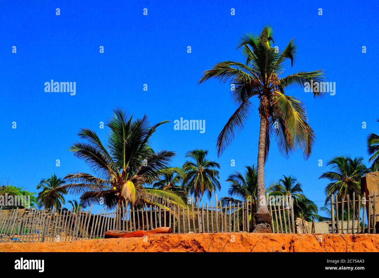 Trees in senegal west africa hi-res stock photography and images - Alamy