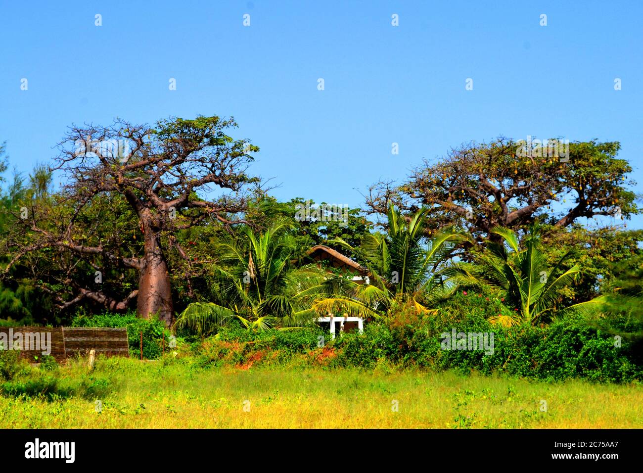 Rural road in Sine Saloum delta, Senegal Stock Photo - Alamy