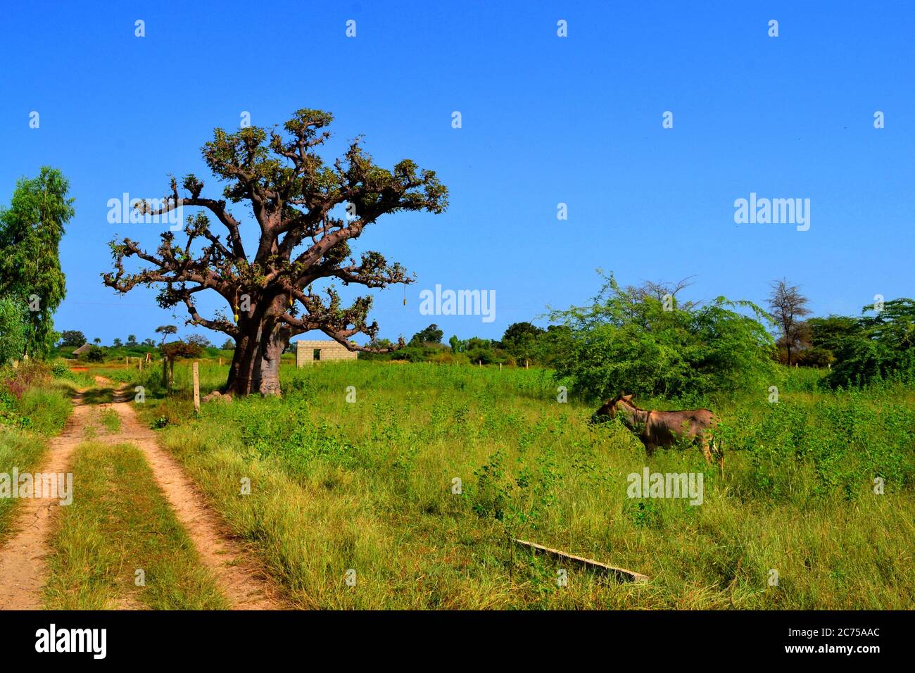 Rural village in senegal hi-res stock photography and images - Alamy