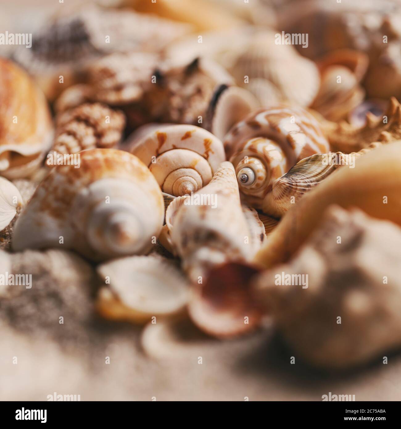 Pile of multicolored sea shells on the sand. Marine elements close up ...
