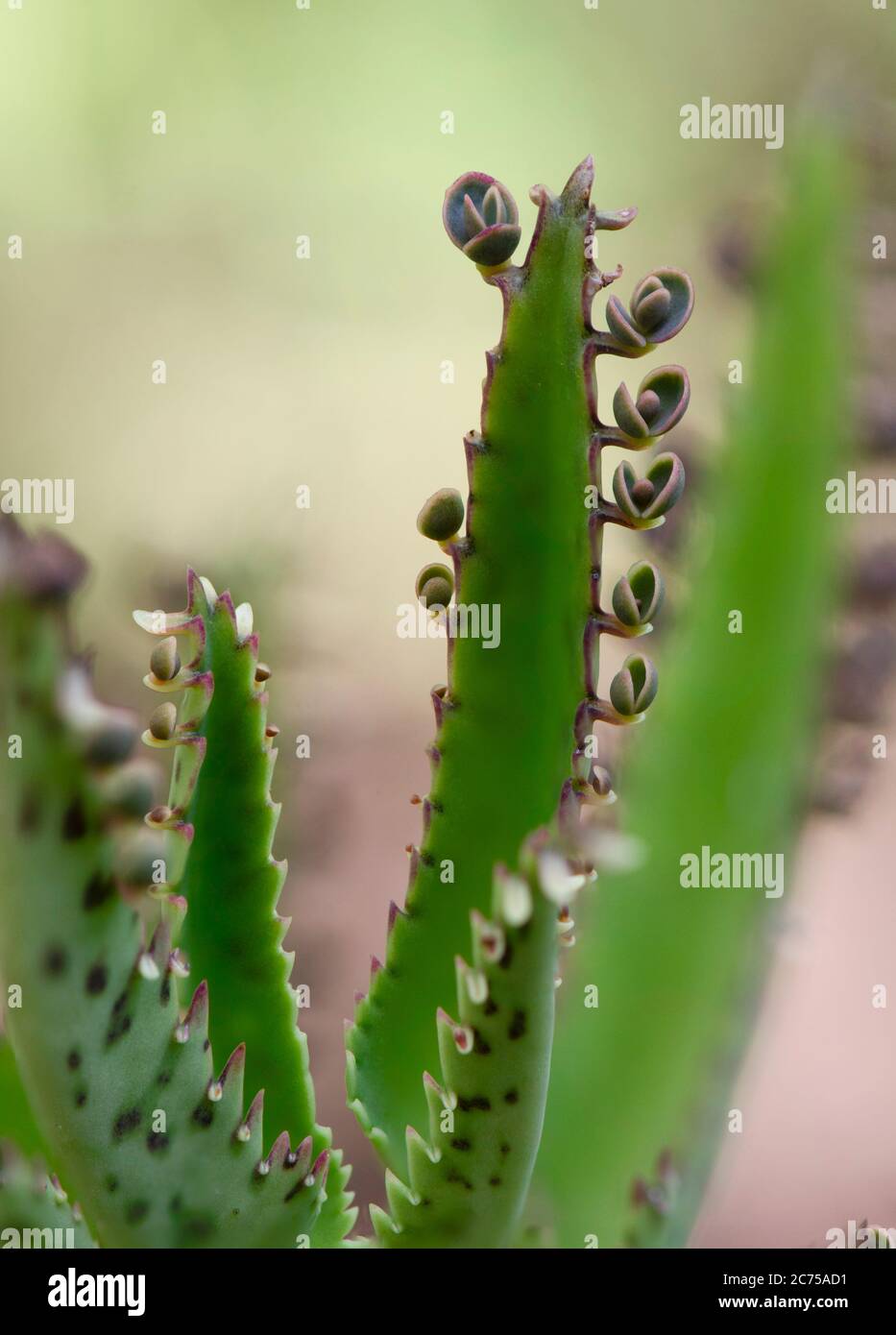 Devils backbone plant hi-res stock photography and images - Alamy