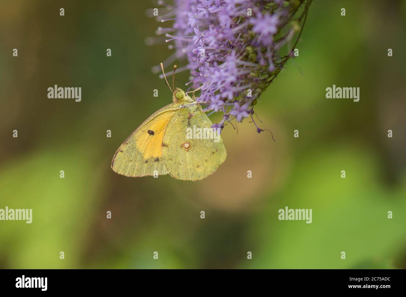 Dark Clouded Yellow or Common Clouded Yellow, butterfly, Colias croceus on Lantana camara, Spain ...