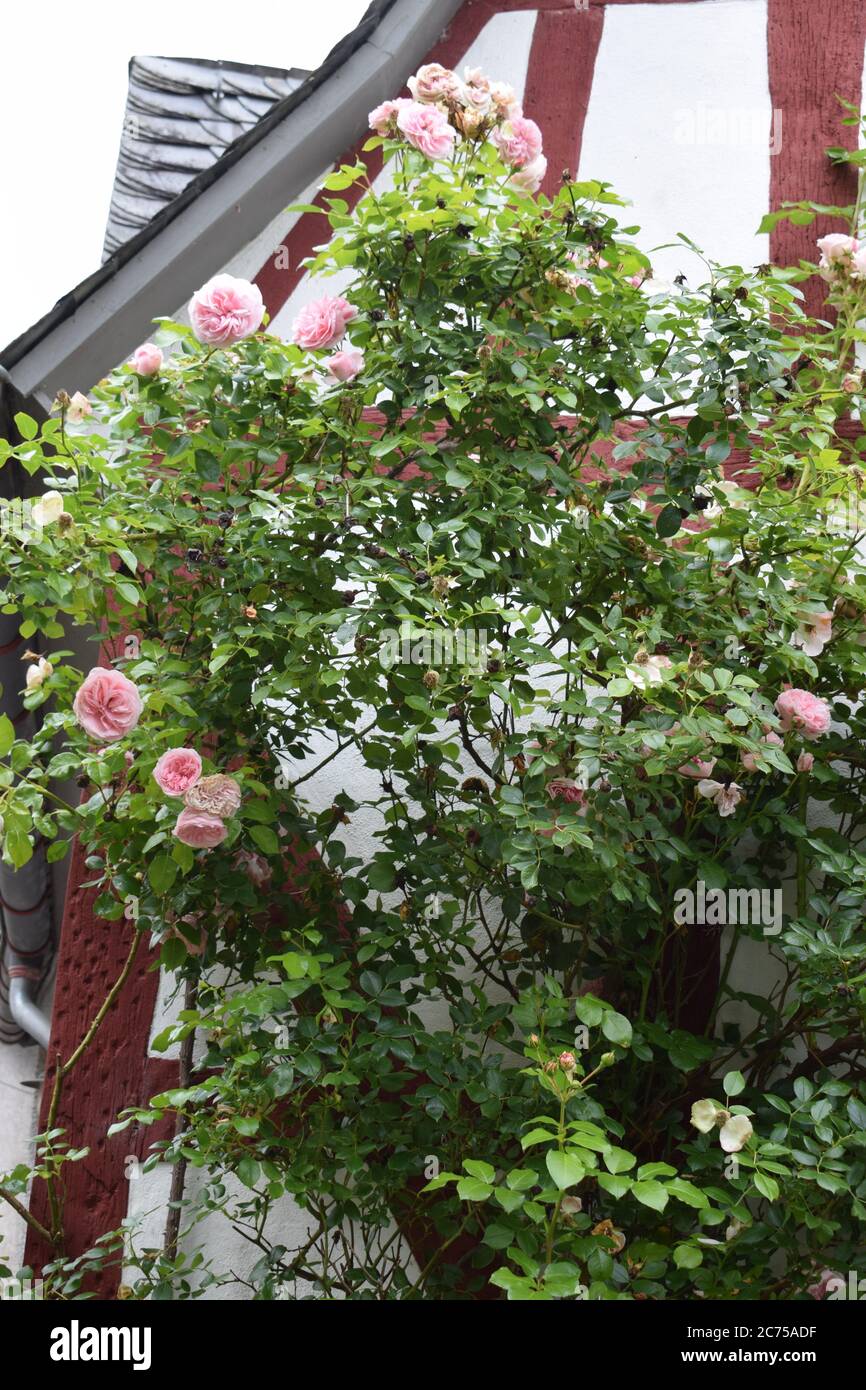 medieval Monreal, downtown Stock Photo - Alamy