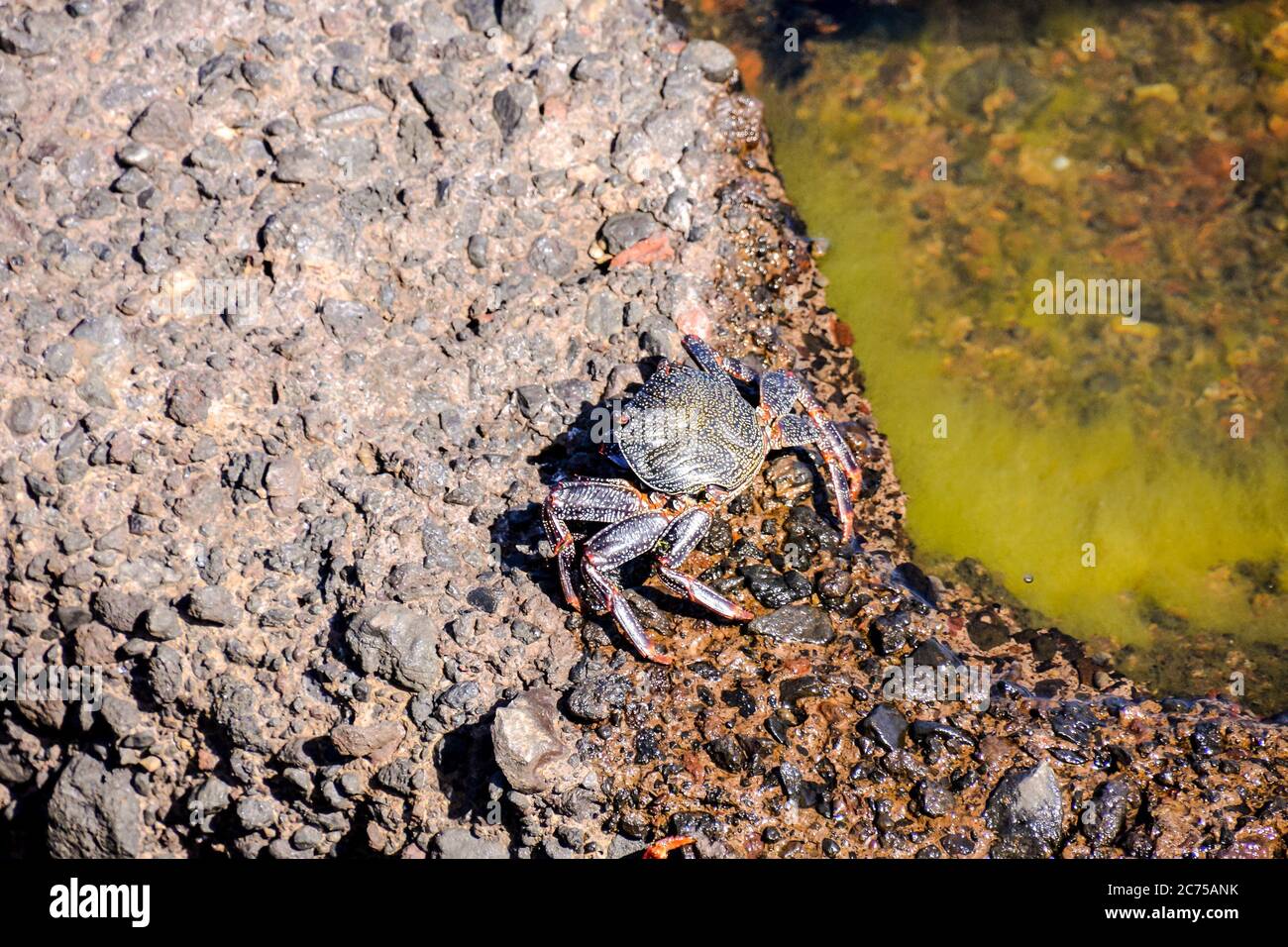Photo Picture of a Sea animal red crab Stock Photo - Alamy