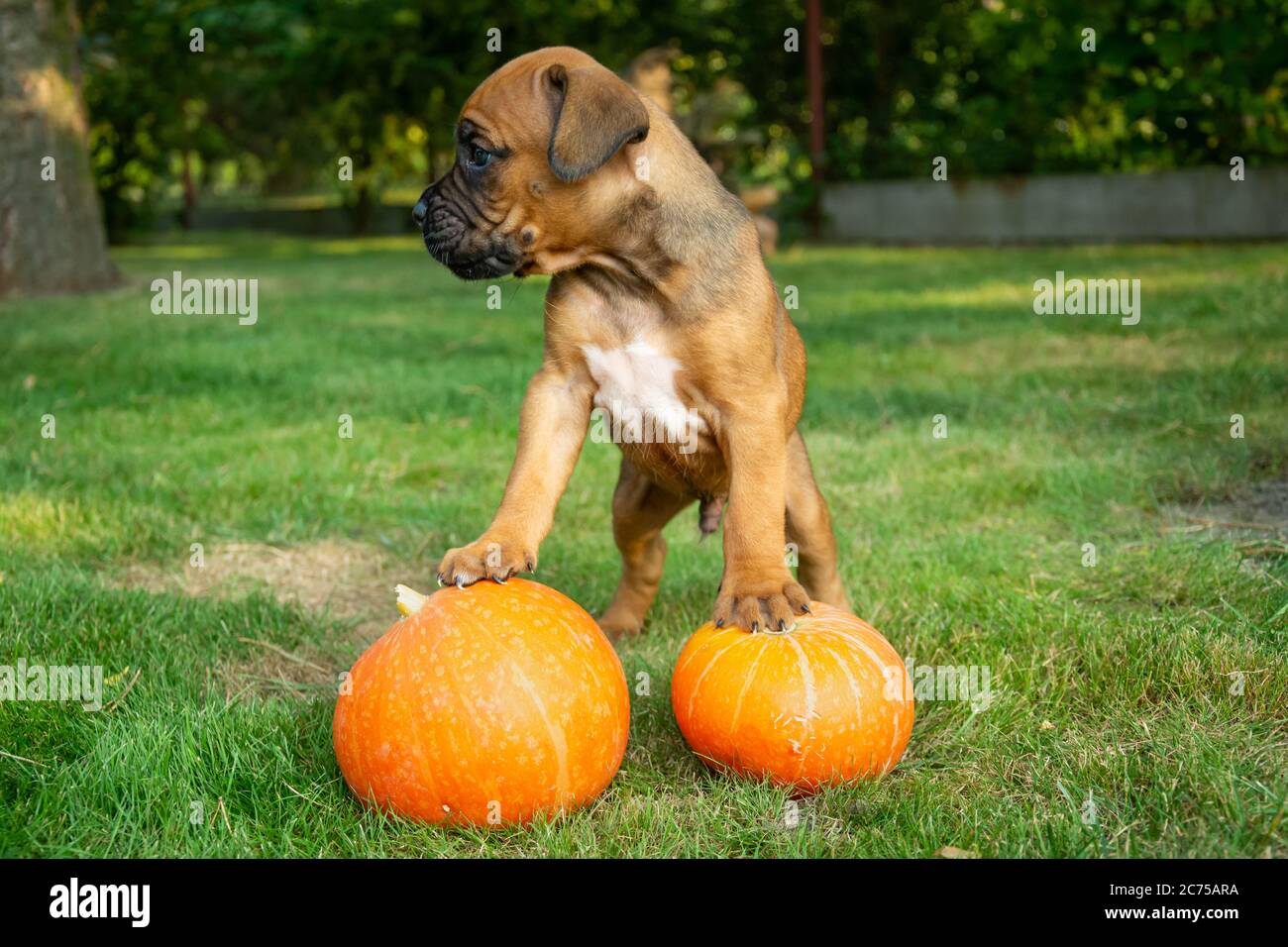 Boxer puppy garden hi-res stock photography and images - Alamy