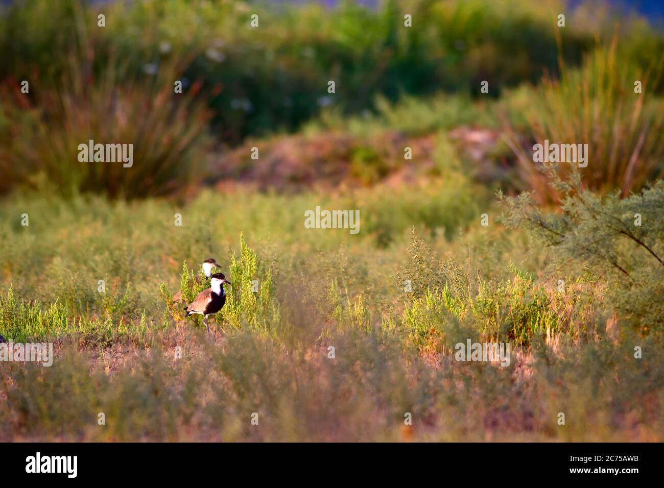 Nature and bird. Spur winged Lapwing. Bird: Spur winged Lapwing ...