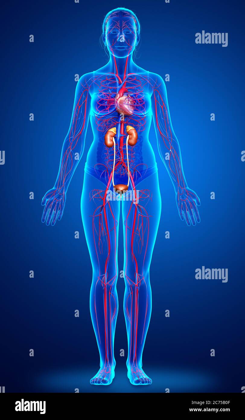 3d rendered, medically accurate illustration of the female kidneys and ...