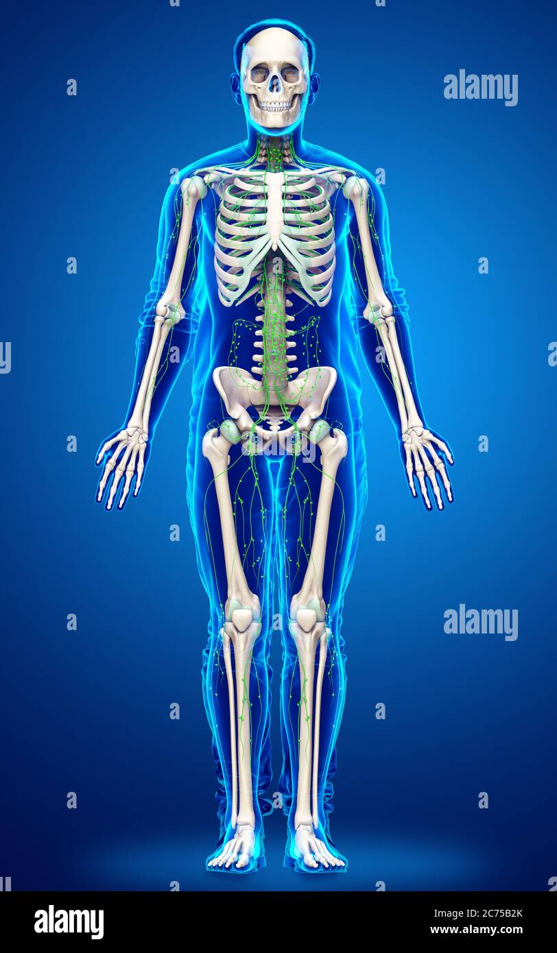 3d rendered medically accurate illustration of a male lymphatic system ...