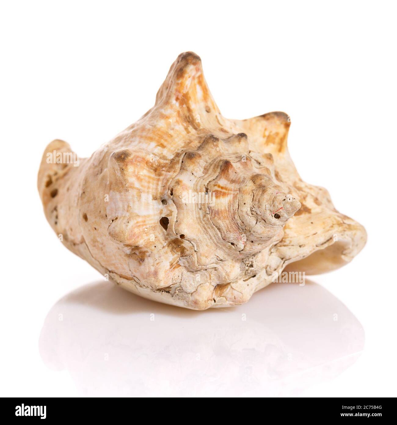 Large sea shell isolated on white background Stock Photo - Alamy