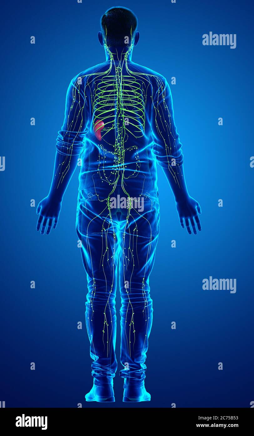3d rendered medically accurate illustration of a male lymphatic system ...