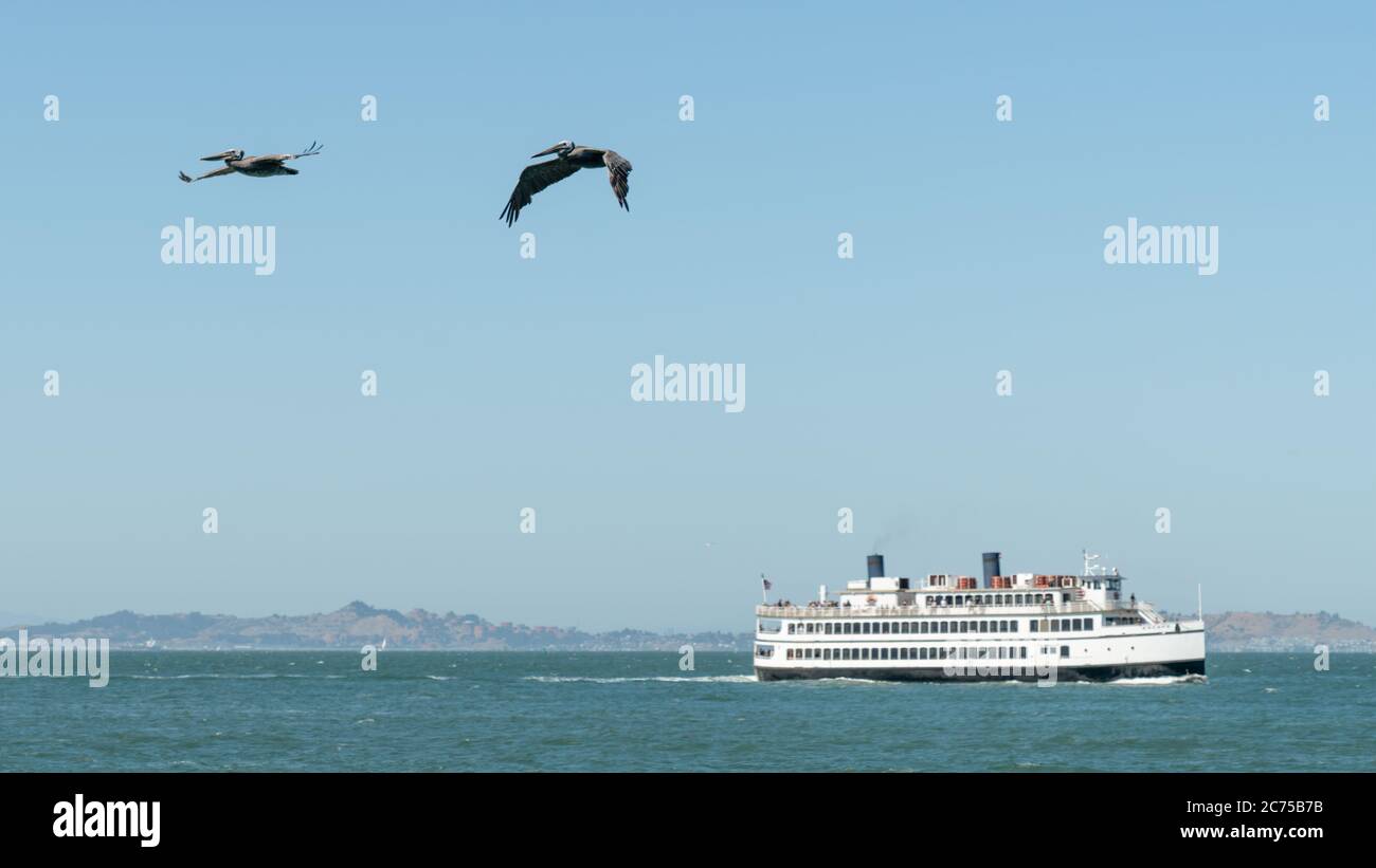 Pelicans over the Pacific Ocean flying by Alcatraz Island with an ...