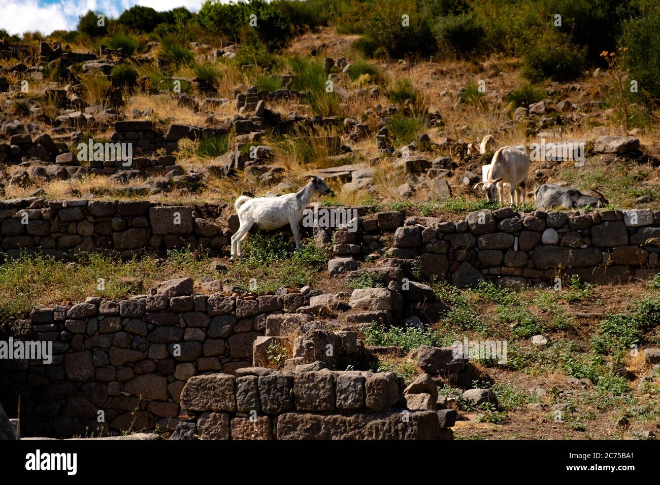 Lamb climb on sheep hi-res stock photography and images - Alamy