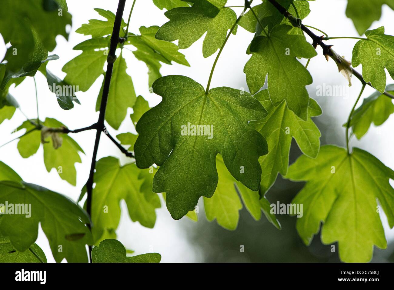 Sunlight and leaves hi-res stock photography and images - Alamy