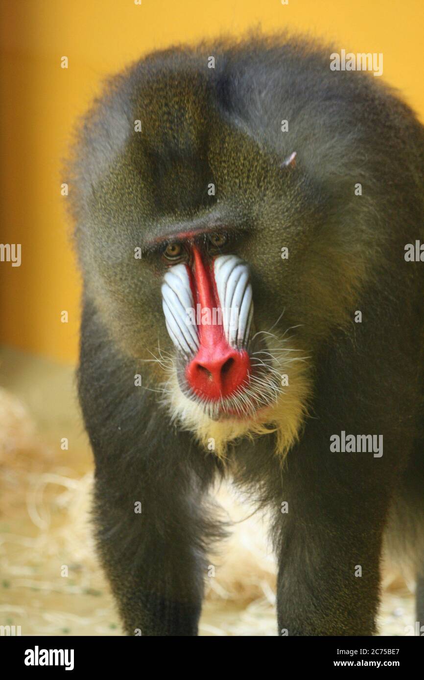 Mandrill affe hi-res stock photography and images - Alamy