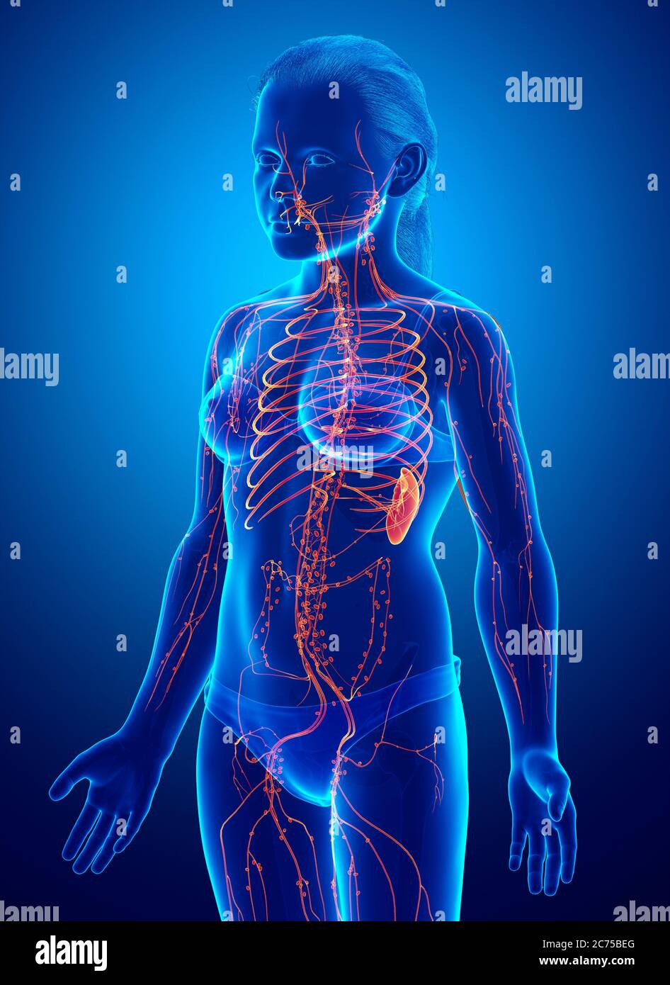 3d rendered, medically accurate illustration of a female lymphatic ...
