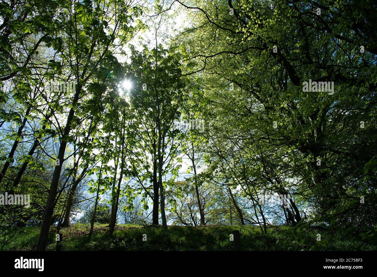 Blue sky and spring leaves , Chipping, Preston, Lancashire, UK Stock ...
