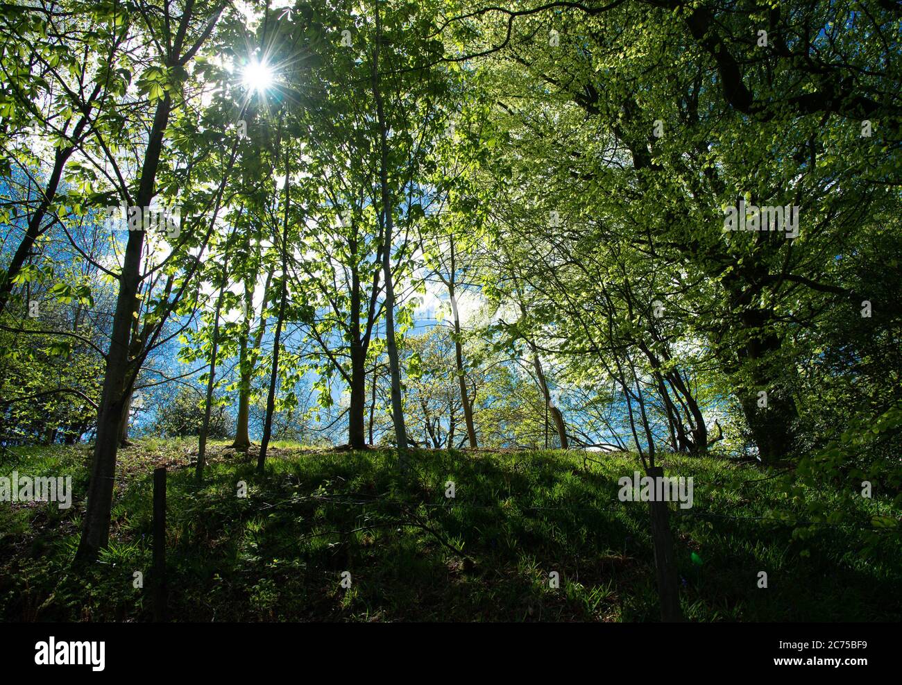 Blue sky and spring leaves , Chipping, Preston, Lancashire, UK Stock ...