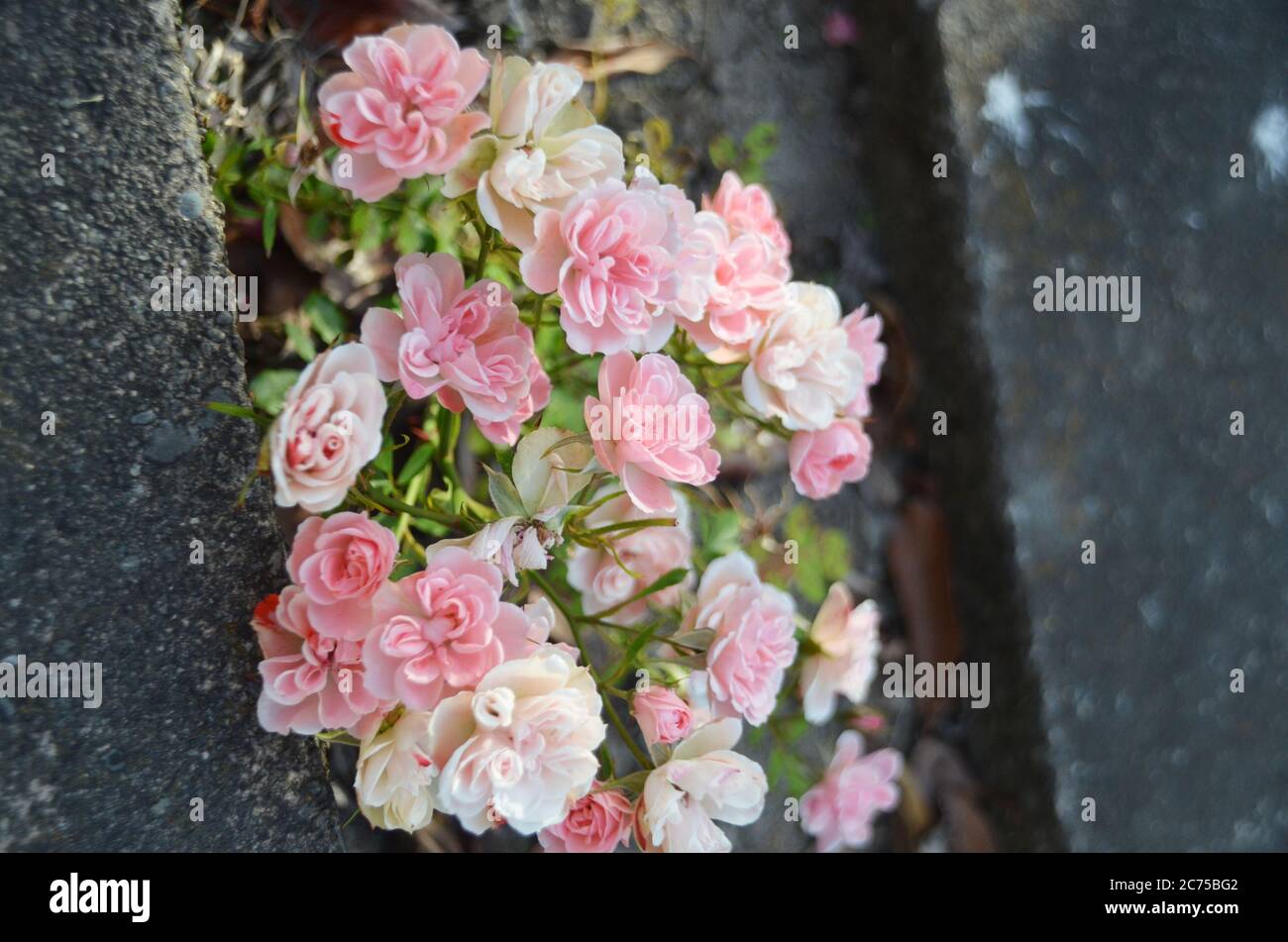 Beautiful french roses growing from the side of the road Stock Photo ...