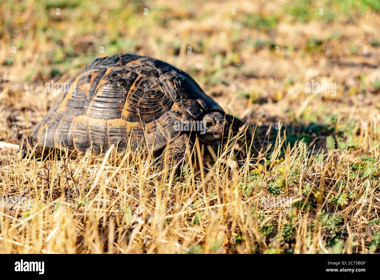 Baby box turtle hi-res stock photography and images - Alamy
